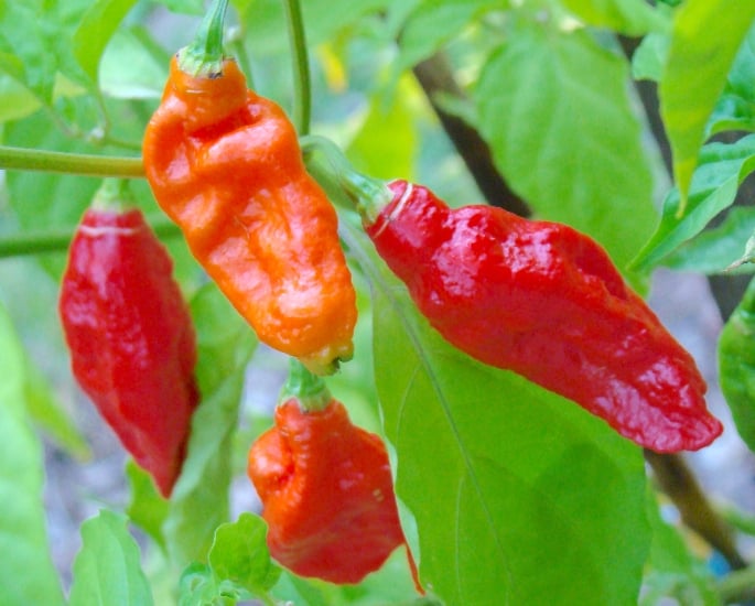 Which is the Hottest Chilli Pepper Found in India? | DESIblitz